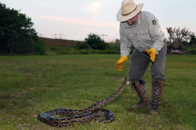 Ces patrouilles qui traquent les pythons la nuit en Floride