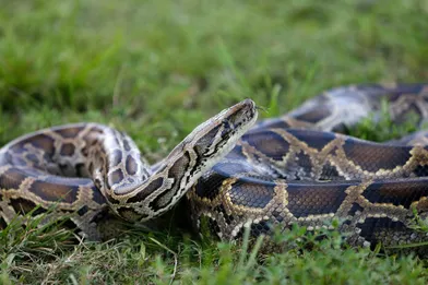 Ces patrouilles qui traquent les pythons la nuit en Floride