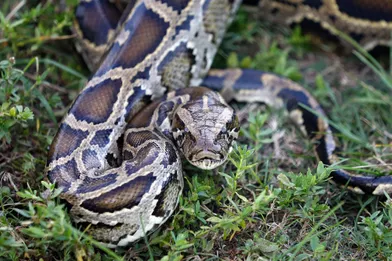 Ces patrouilles qui traquent les pythons la nuit en Floride