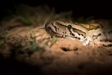 Ces patrouilles qui traquent les pythons la nuit en Floride