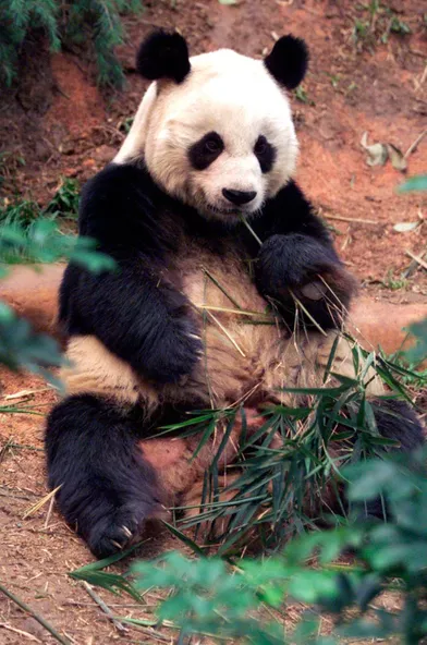 Jia Jia, le plus vieux panda du monde est mort