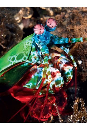 Les incroyables photos sous-marines d’un milliardaire turc