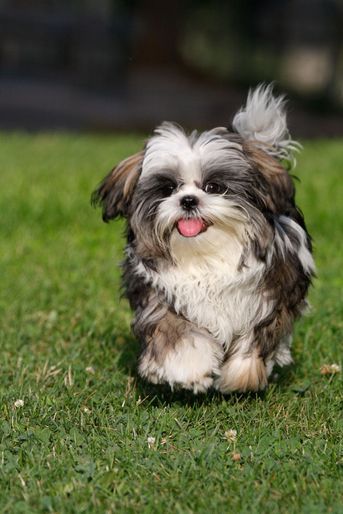 Les 50 plus beaux chiens du monde en photos