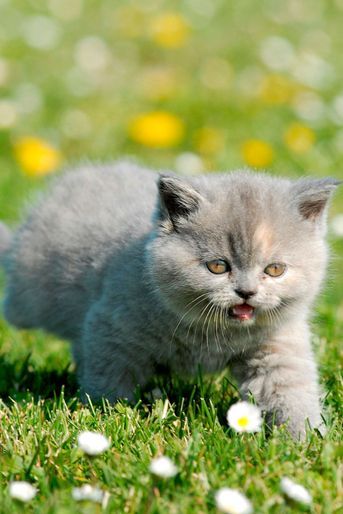 Les 50 plus beaux chats du monde en photos Les 50 plus beaux chats du monde en photos
