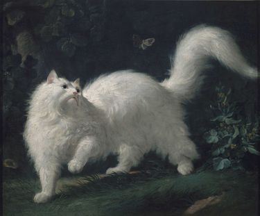 Louis XV, ses chats Brillant et le Général sont restés dans l’Histoire