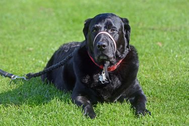 Son labrador a détecté son cancer - Karin Gibson