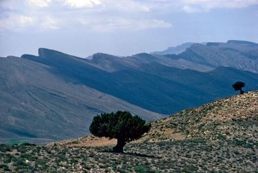Le cœur battant de l’Algérie