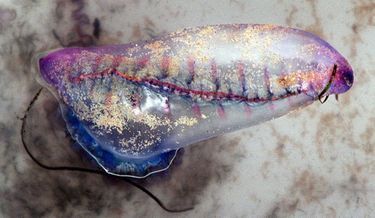 Les physalies, peur sur les plages