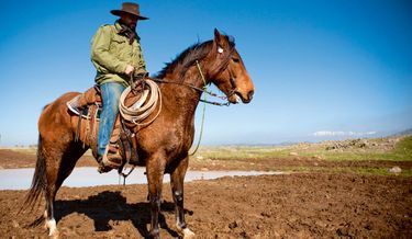 Cow-boy en terre d'Israël