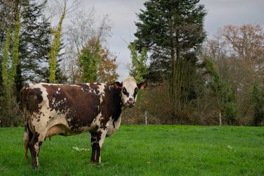 Salon de l’agriculture : d’où vient Oreillette, la vache star de la 60e ...