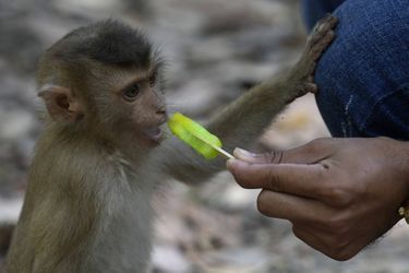 Au Cambodge, des Youtubeurs accusés d’abuser de macaques pour faire des ...