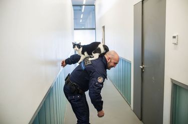 Police : les chats font ronronner les commissariats