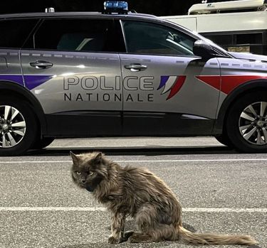 Police : les chats font ronronner les commissariats