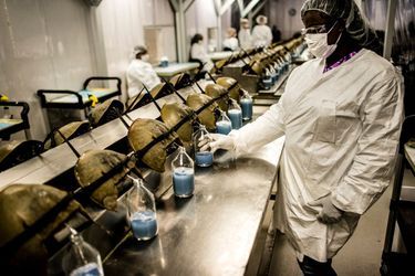 Les secrets étonnants de la limule américaine, dont le sang bleu ...