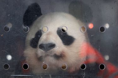 L'adieu du zoo de Beauval à ses pandas stars