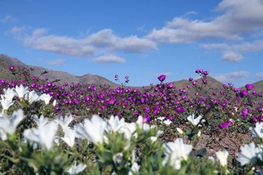 Un désert se transforme en champ de fleurs - Au Chili
