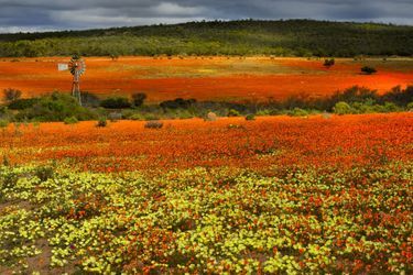 Un désert se transforme en champ de fleurs - Au Chili