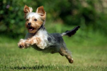 Les 50 plus beaux chiens du monde en photos