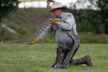 Ces patrouilles qui traquent les pythons la nuit en Floride