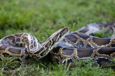 Ces patrouilles qui traquent les pythons la nuit en Floride