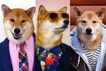 Bodhi, chien mannequin - Nouvelle icône mode