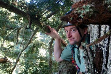 Le secret de l'arbre le plus grand du monde - Hyperion, le séquoia de ...