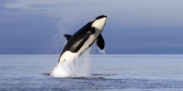 Lolita l'orque protégé comme ses congénères en liberté