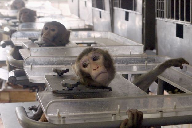 12 millions d'animaux dans les laboratoires - La torture animale va ...
