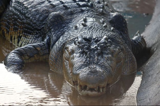 Au Timor Oriental, les crocodiles "sacrés" passent à l'attaque