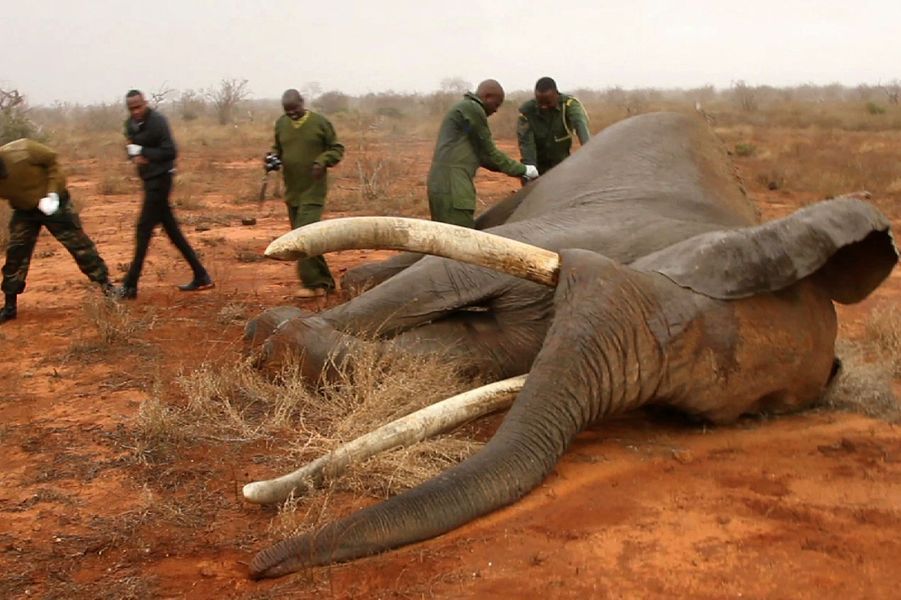 Au Kenya - Visé par les braconniers, un éléphant sauvé in extremis