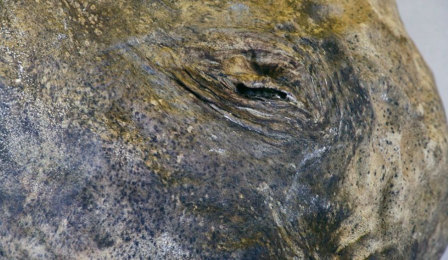 Lyuba pour l'éternité