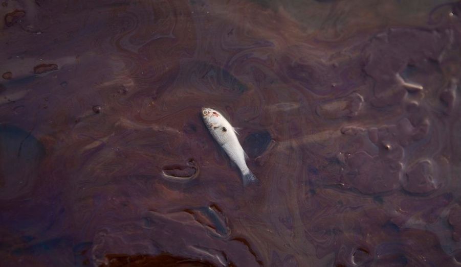 Marée noire et natures mortes