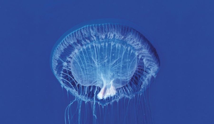 Méditerranée: "On ne protège que ce que l'on aime"