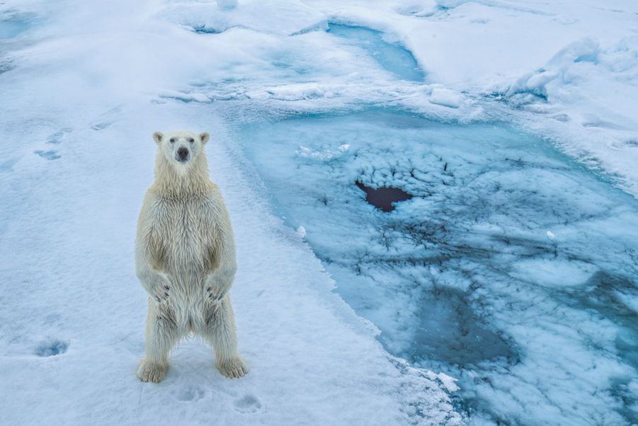Animaux menacés : le cri d'alarme