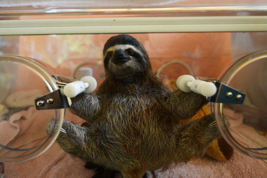 Bébé paresseux, mignons mais menacés