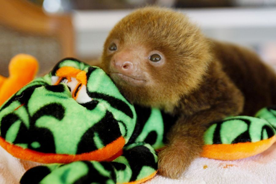 Bébé paresseux, mignons mais menacés