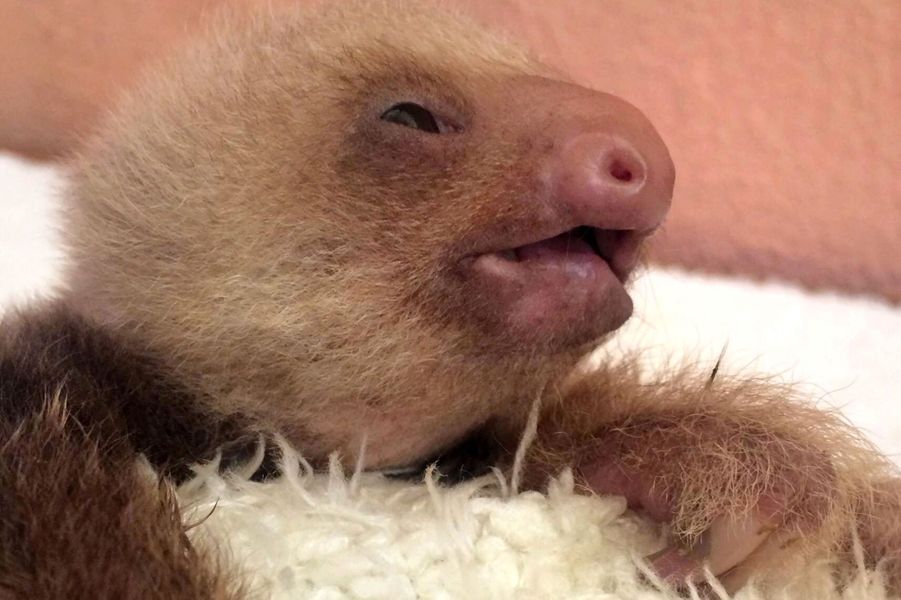 Bébé paresseux, mignons mais menacés
