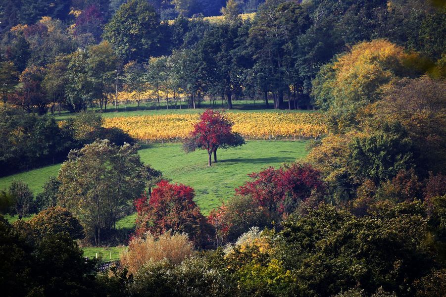 En images - Dans l’intimité des forêts d’automne