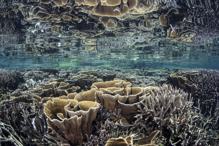 En 2050, il n’y aura plus de corail dans l’océan