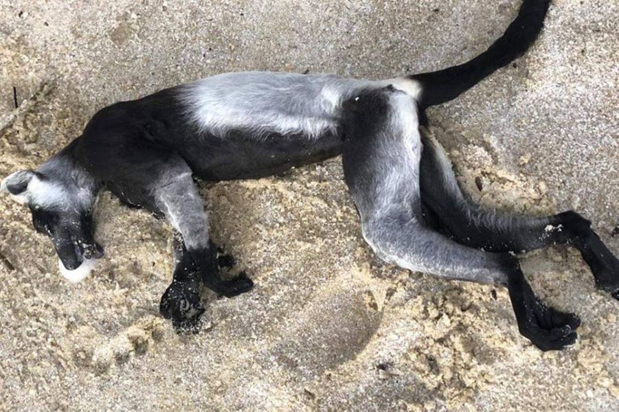 "Il faut sauver la dernière forêt de la côte est de Madagascar"