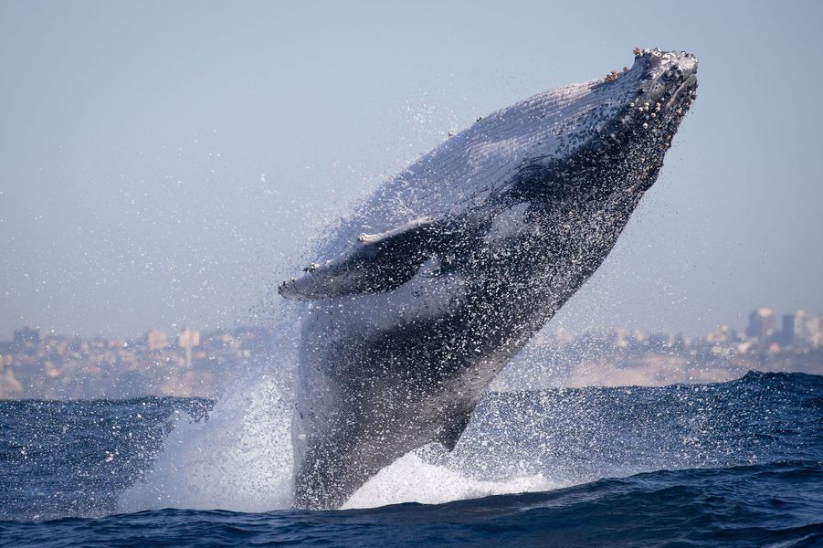 Le spectacle envoûtant des baleines à bosses à Sydney