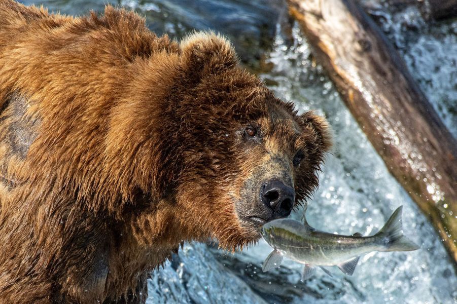 Quand un ours festoie en Alaska