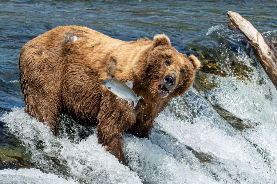 Quand un ours festoie en Alaska