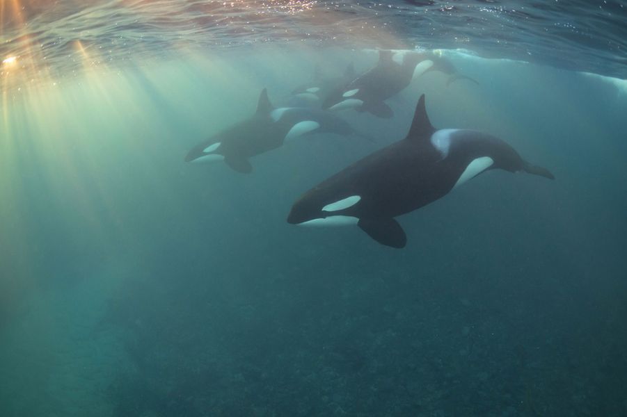 Un Français remporte le prix de la meilleure photo sous-marine 2017