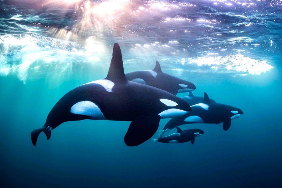 Une famille d’orques au grand complet devant l’objectif de Todd Thimios