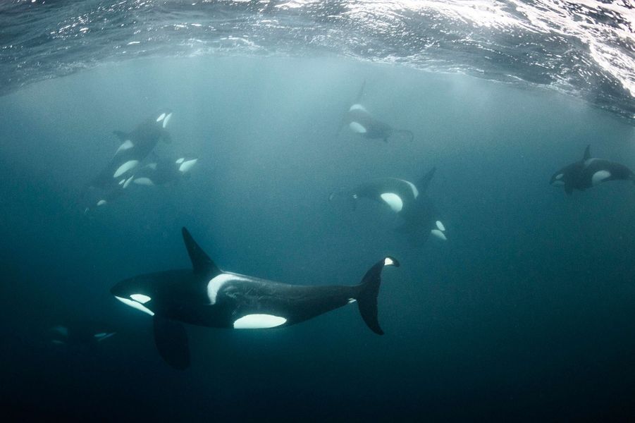Une famille d’orques au grand complet devant l’objectif de Todd Thimios