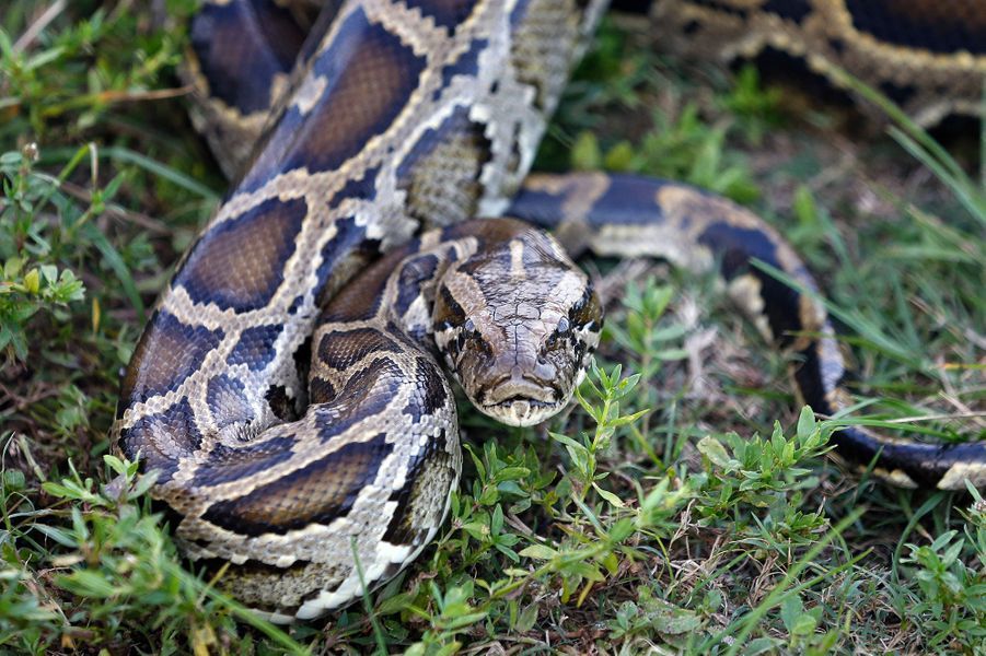 Ces patrouilles qui traquent les pythons la nuit en Floride