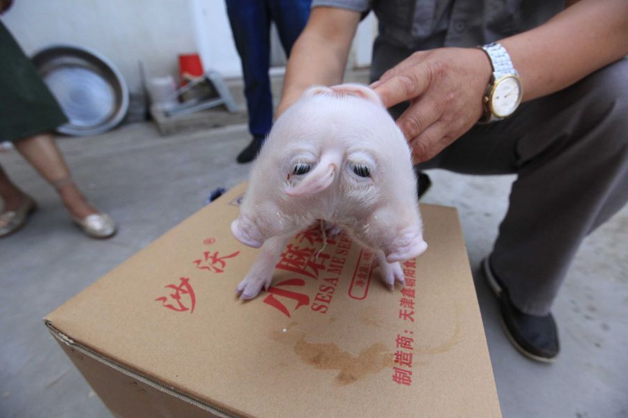 En images - Le cochonnet à deux têtes a été adopté