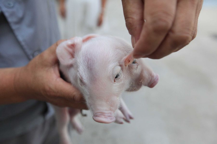 En images - Le cochonnet à deux têtes a été adopté