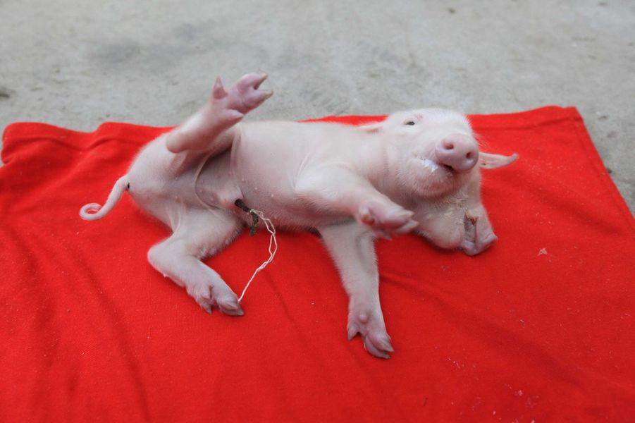 En images - Le cochonnet à deux têtes a été adopté